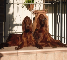 Setter irlandese ( Simpatico Rosso )